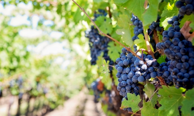 Wisata Alam Grape: Menyaksikan Keindahan Alam dan Kebun Anggur yang ...