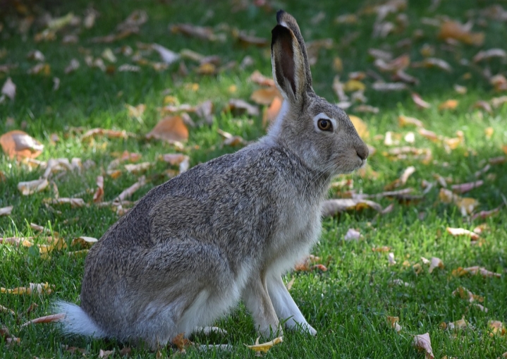 Plaza Garden Wisata Edukasi Rabbit Field: Sensasi Desa Hobbit dan ...