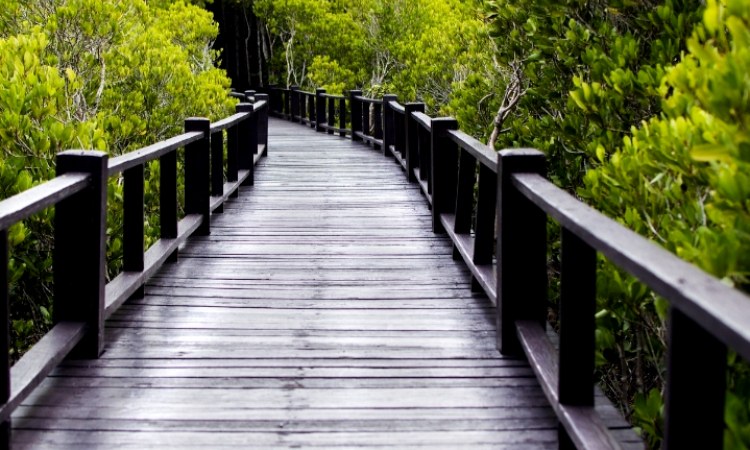 Hutan Mangrove Cengkrong: Keindahan Alam dan Edukasi Ekosistem di ...