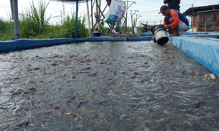 Inspiratif! Heri Purnomo, Pembudidaya Ikan Lele Jombang yang Sukses ...