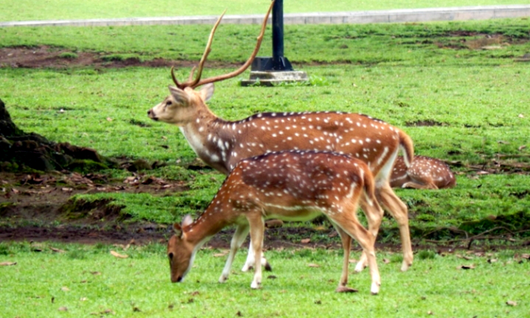 Mengungkap Pesona Alam di Taman Rusa Bumi Patra, Tempat Edukatif dan ...