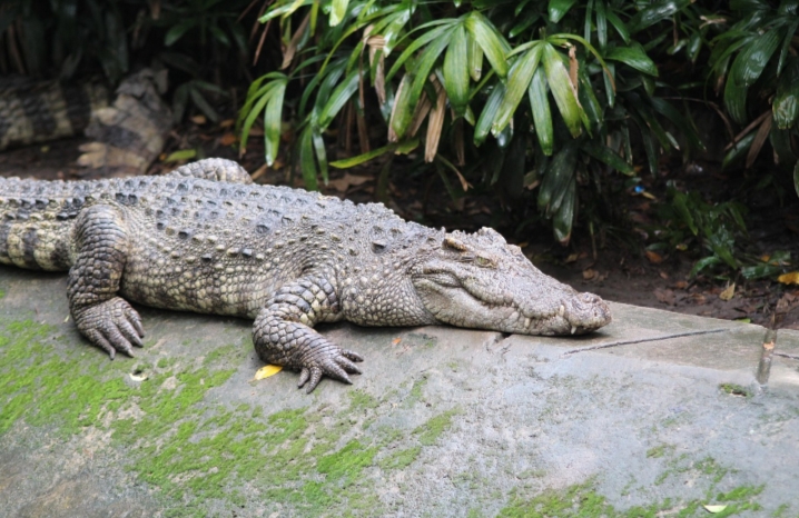 Taman Buaya Indonesia Jaya, Penangkaran Bajul Terbesar di Asia yang ...