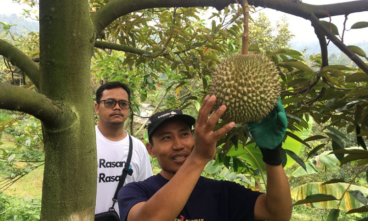 Nikmatnya Durian Premium Musangking di Wonosalam Jombang yang Banyak Diburu Pembeli - Sumber ...