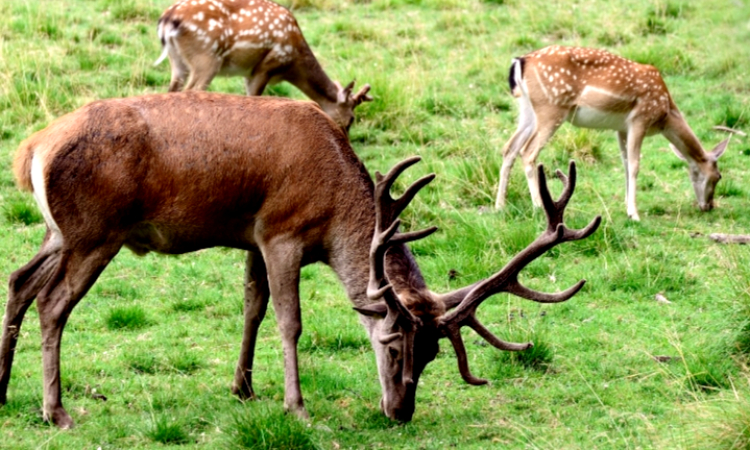 Taman Rusa Kemang Pratama, Pesona Alam dan Kehidupan Satwa Liar di ...