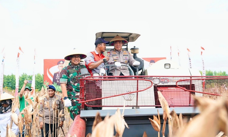 Panen Raya Jagung di Madiun, Polri dan Kementan Dukung Ketahanan Pangan Nasional - SUARA INDONESIA