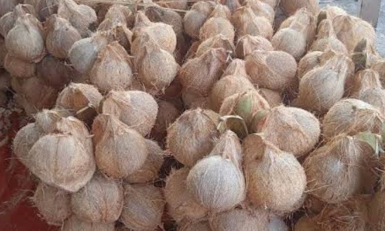Harga Kelapa di Gresik Meroket, Pembeli Resah per Butir Tembus Rp 30 ...