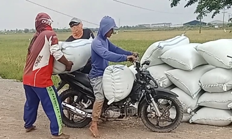 Mengais Cuan di Tengah Sawah: Kisah Tukang Ojek Gabah Pemalang di Musim Panen Raya Padi - SUARA ...