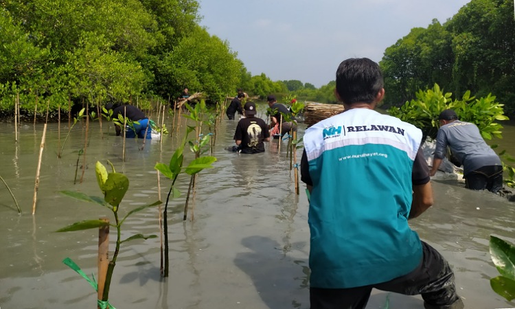 Peringati Hari Bumi, Warga Gresik Tanam Ribuan Pohon Mangrove di Kalimireng - SUARA INDONESIA