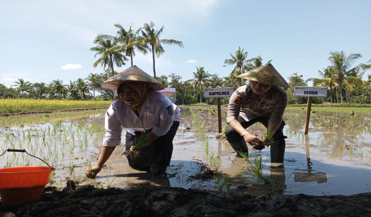 Dukung Ketahanan Pangan Nasional, Situbondo Tanam Padi Serentak Bersama Presiden Prabowo via ...