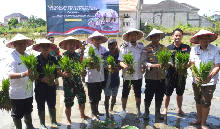 Ikut Gerakan Serentak Tanam Padi, Sumenep Tancap Gas Wujudkan Swasembada Pangan dan ...